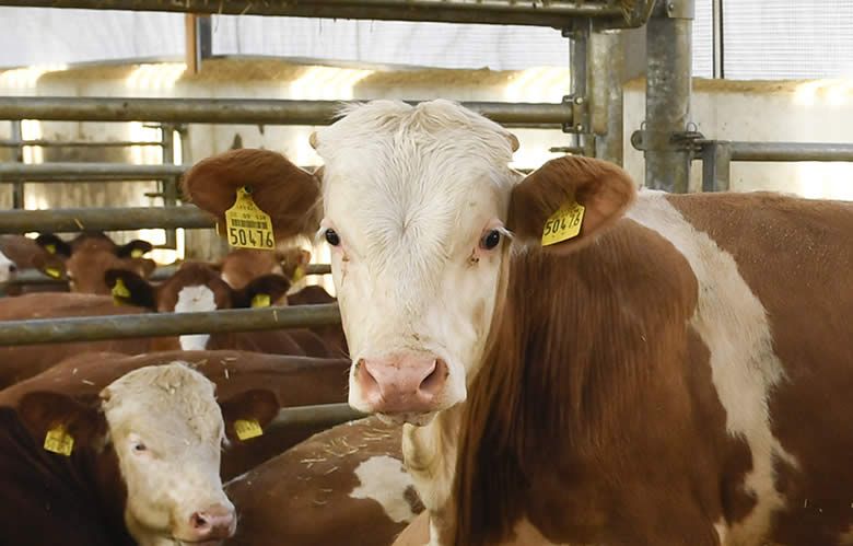 Fleischerei Kruel in Detmold - Rind